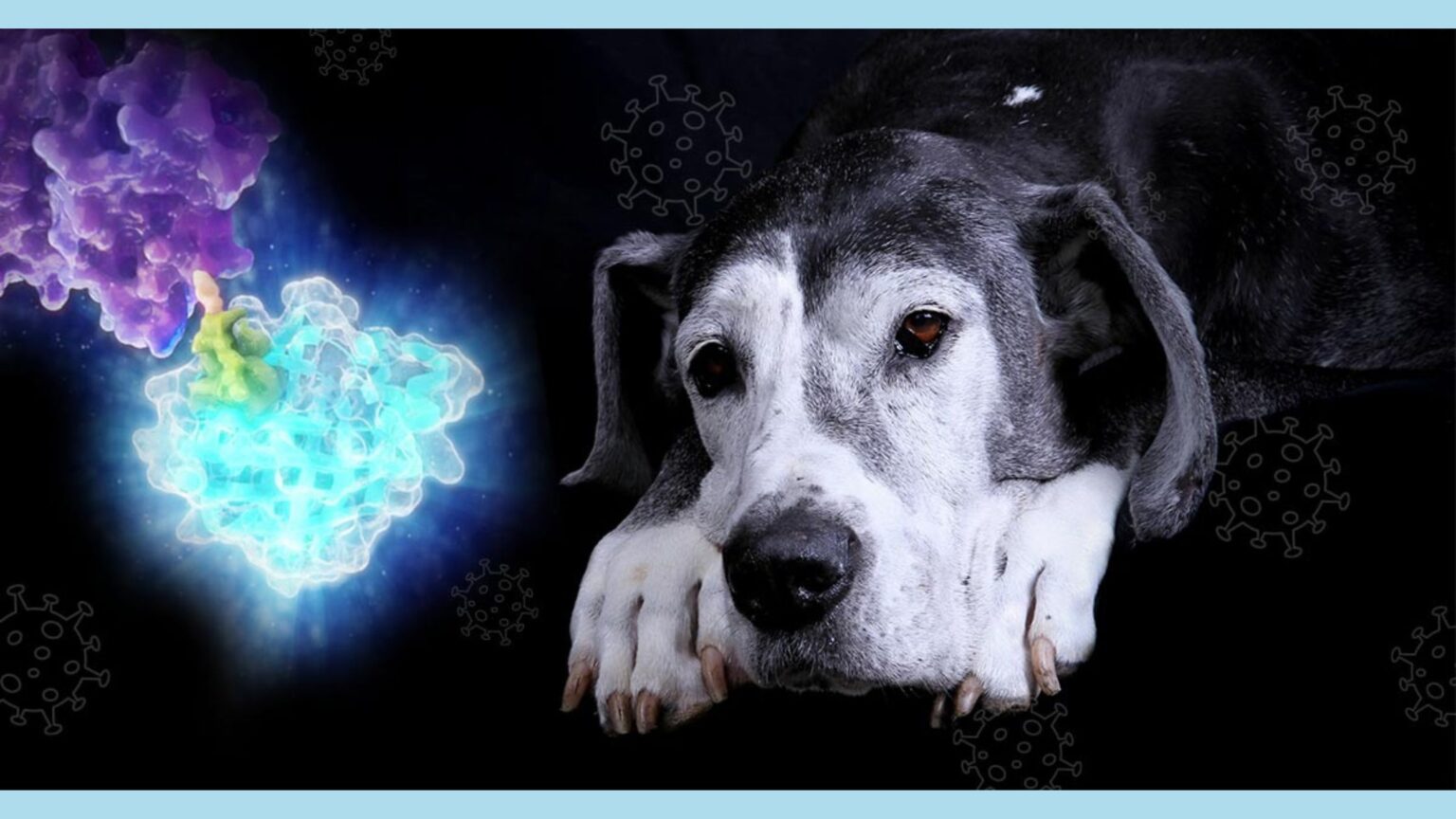 Common Dog Diseases: How To Help Your Dog? • Doggozila Magazine