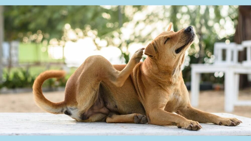 Skin Issues In Dogs: How To Stop The Itching and Scratching – Doggozila
