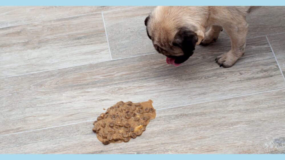 Dog Vomiting Causes, Treatment and Prevention • Doggozila Magazine