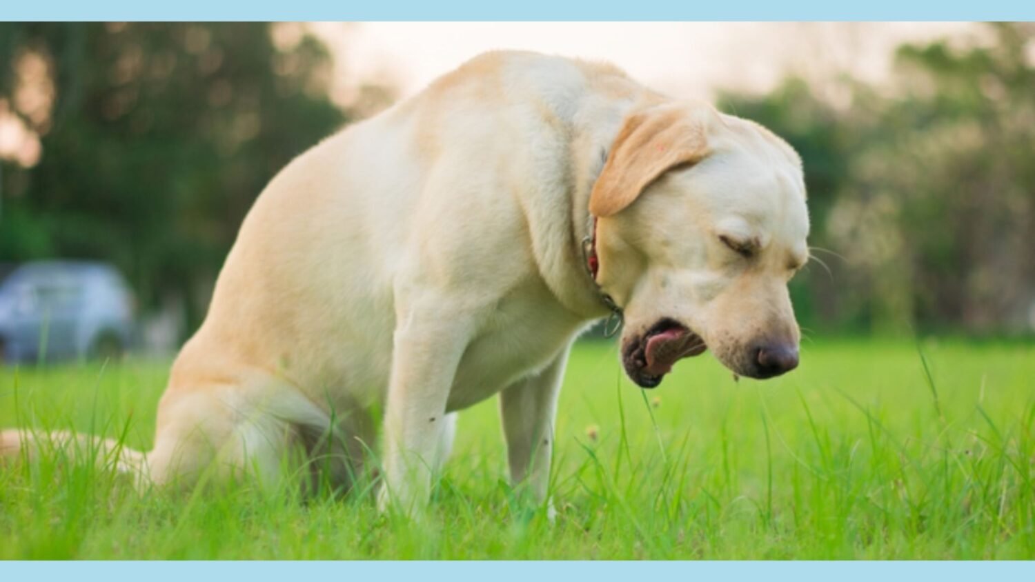 Dog Vomiting Causes, Treatment and Prevention • Doggozila Magazine