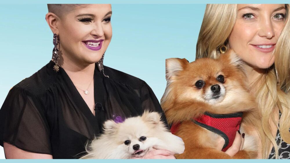 Famous People and Their Dogs: Unique Dog Names • Doggozila Magazine