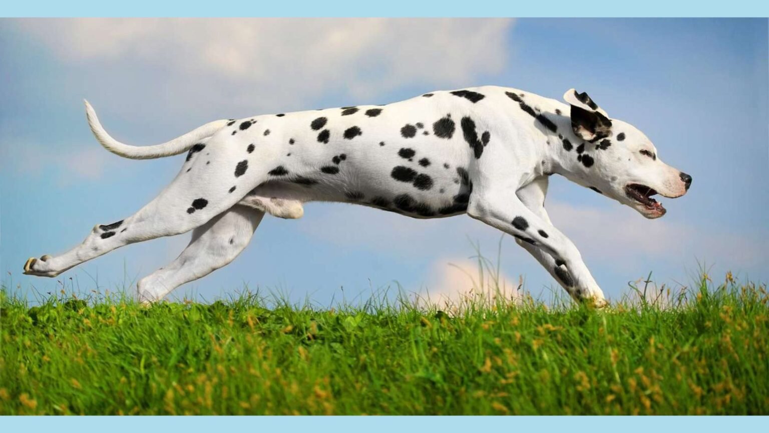 Fastest Dogs On The Planet & Most Powerful Dog Jaws • Doggozila Magazine