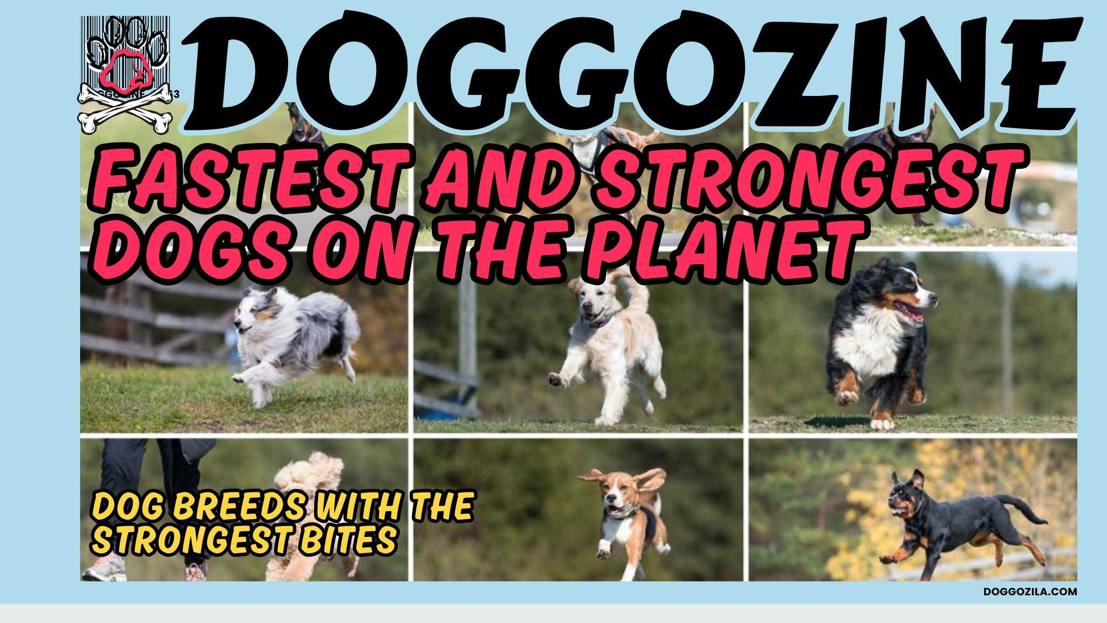 Fastest Dogs On The Planet & Most Powerful Dog Jaws • Doggozila Magazine