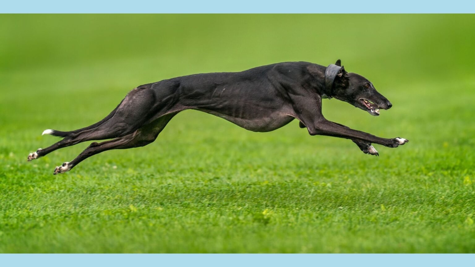 Fastest Dogs On The Planet & Most Powerful Dog Jaws • Doggozila Magazine