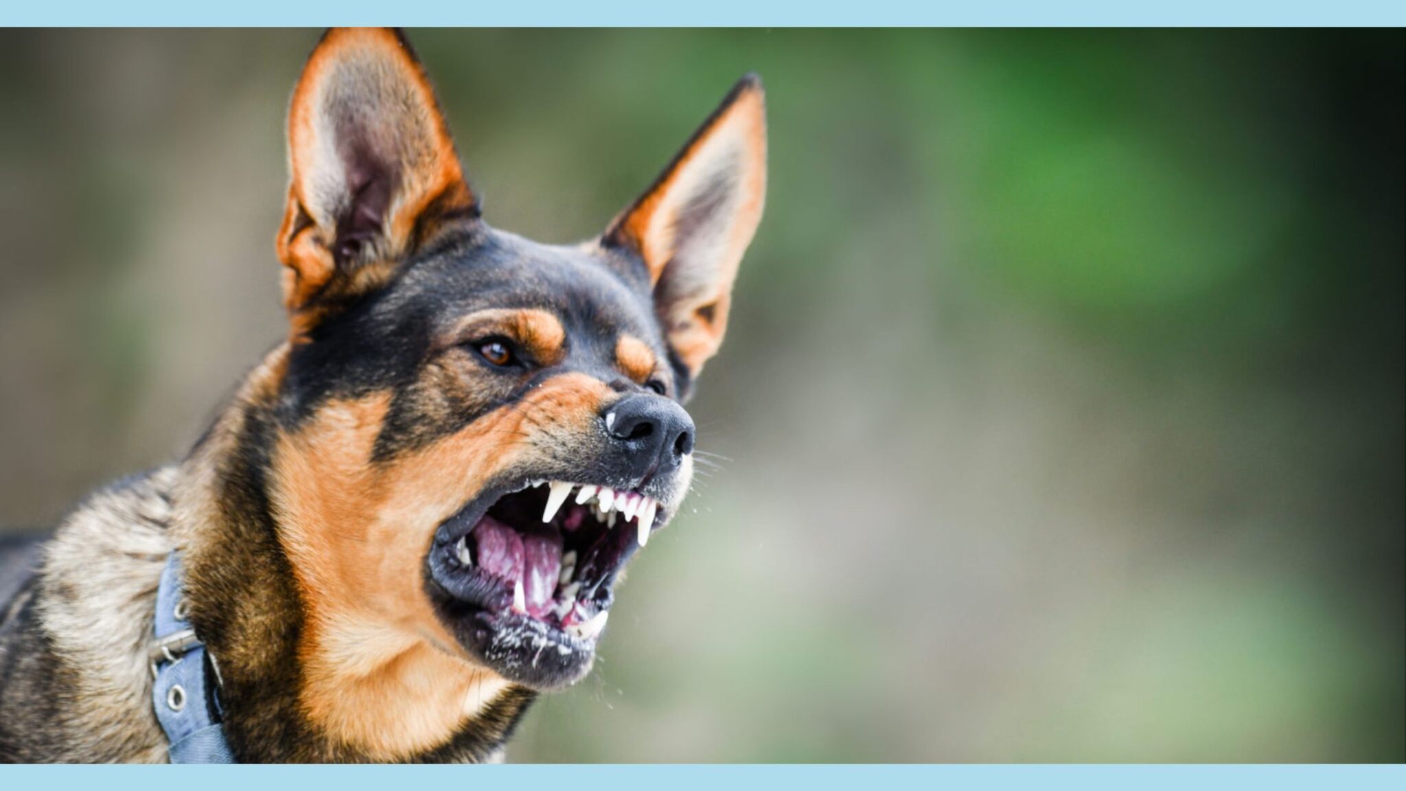 Fastest Dogs On The Planet & Most Powerful Dog Jaws • Doggozila Magazine
