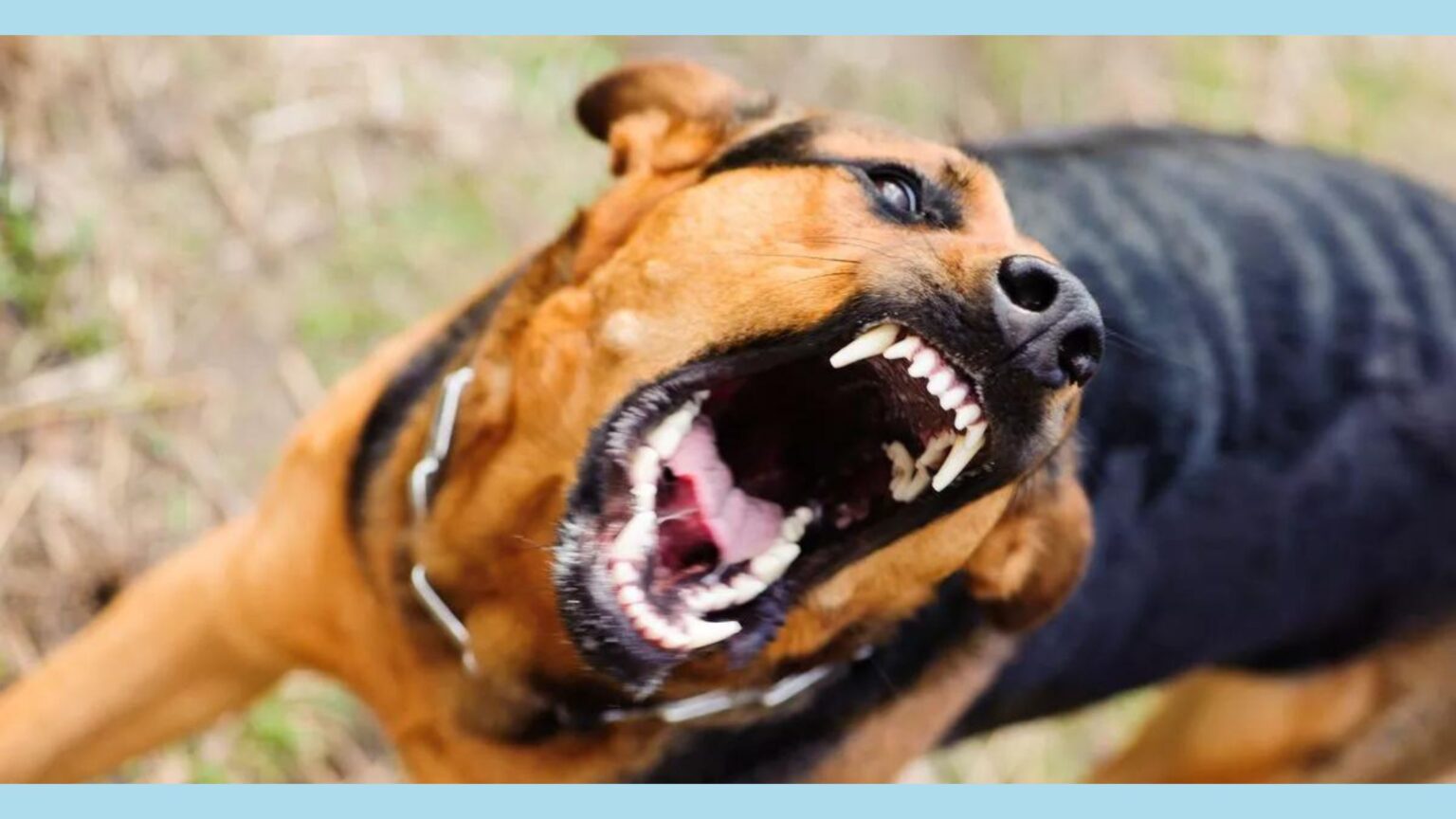 Fastest Dogs On The Planet & Most Powerful Dog Jaws • Doggozila Magazine