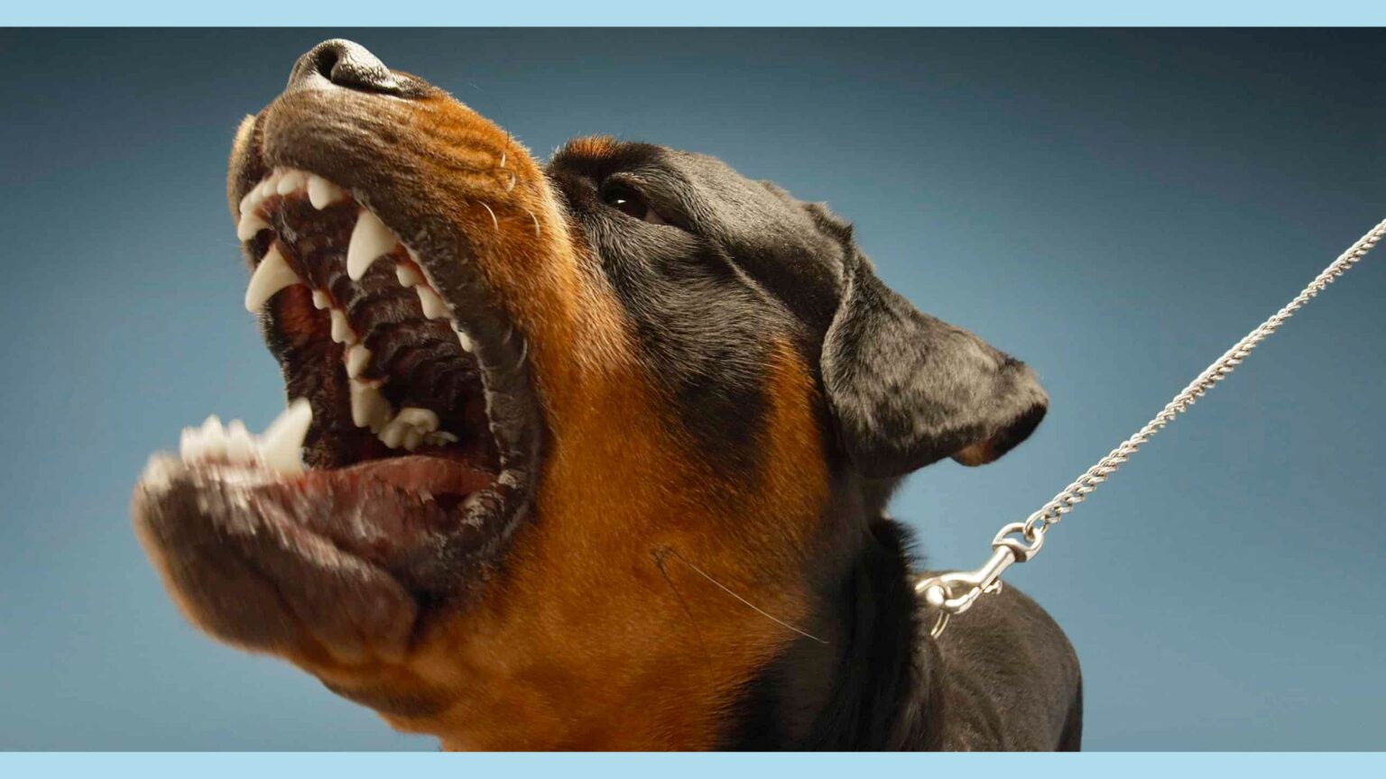 Fastest Dogs On The Planet & Most Powerful Dog Jaws • Doggozila Magazine