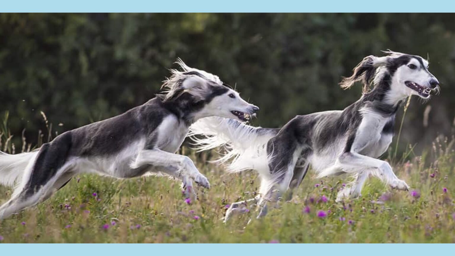 Ancient Egyptian Dogs and Breeds Beyond Egypt • Doggozila Magazine
