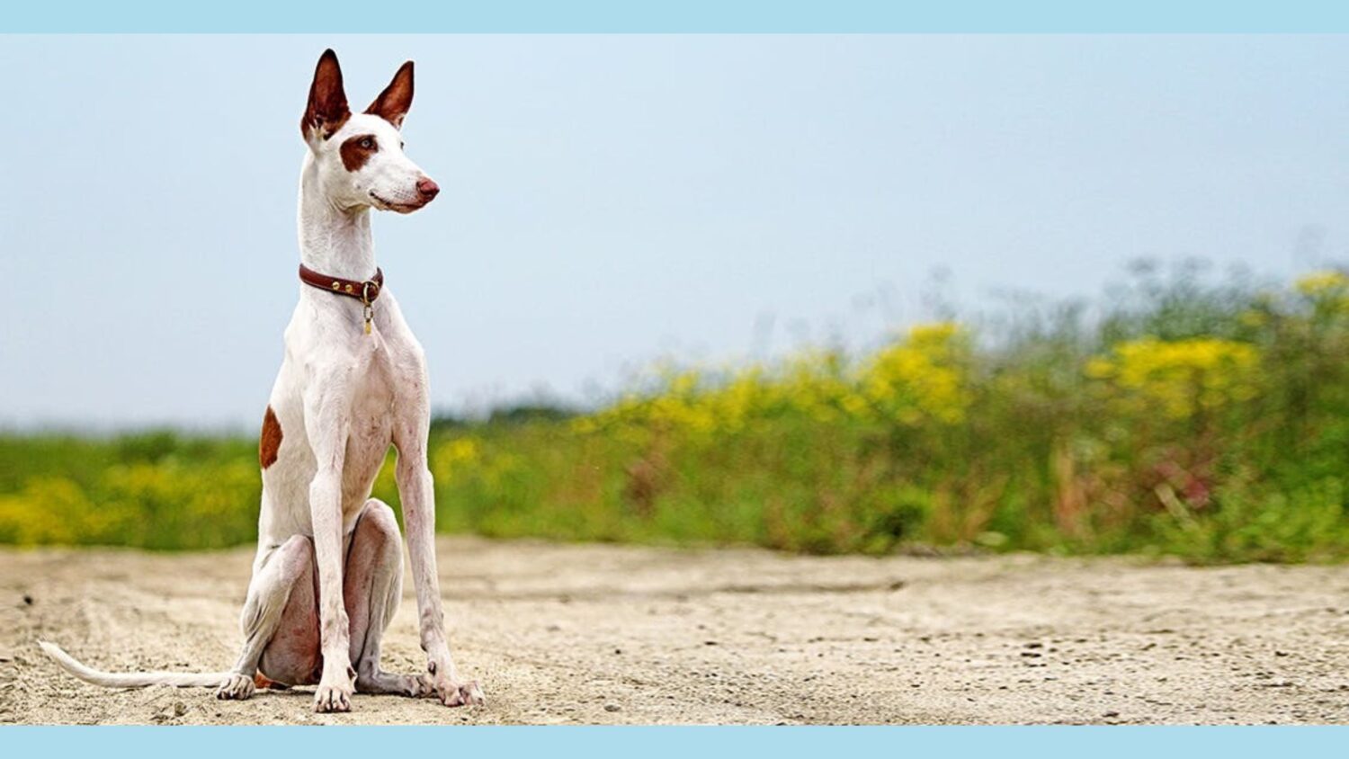ANCIENT EGYPTIAN DOGS