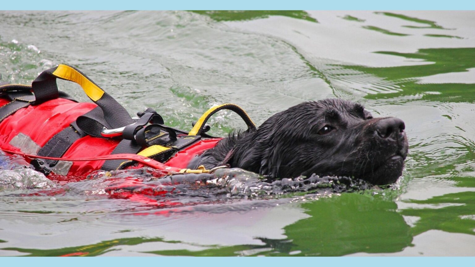 Search and Rescue Dogs: Meet The Furry Heroes • Doggozila Magazine