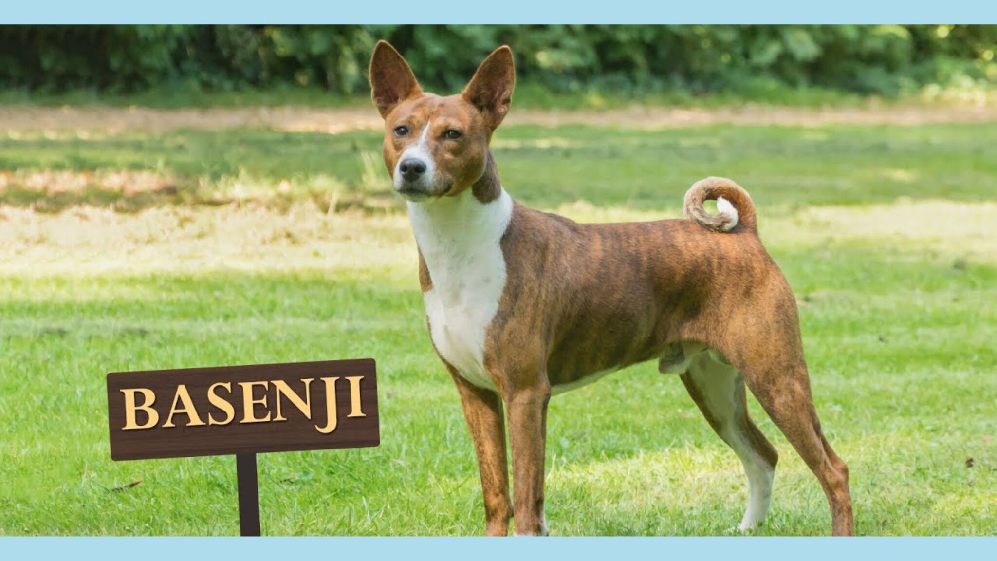 Ancient Egyptian Dogs and Breeds Beyond Egypt • Doggozila Magazine