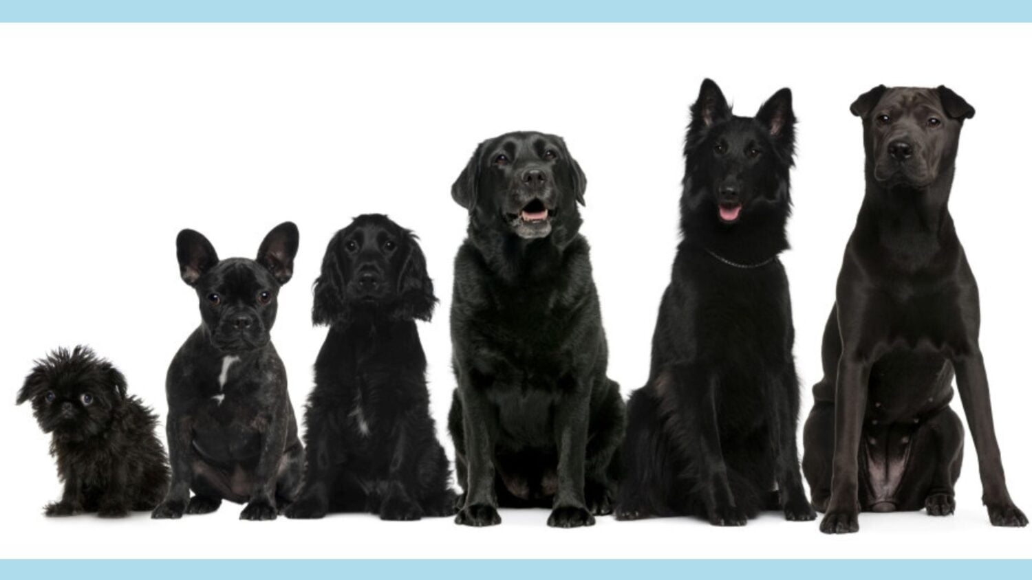 The Black Dog Beliefs, Myths and Symbolism • Doggozila Magazine