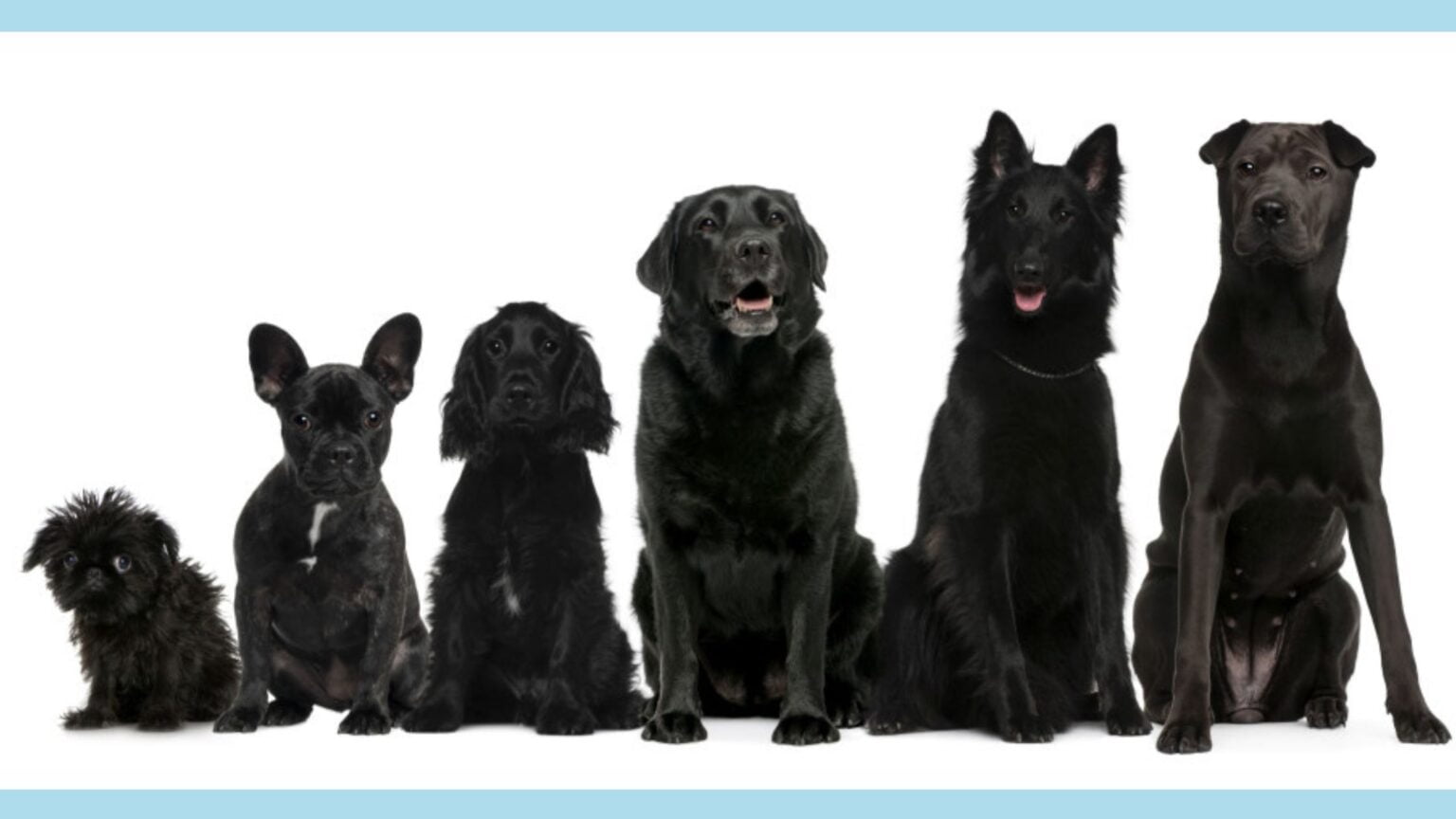 The Black Dog Beliefs, Myths and Symbolism • Doggozila Magazine
