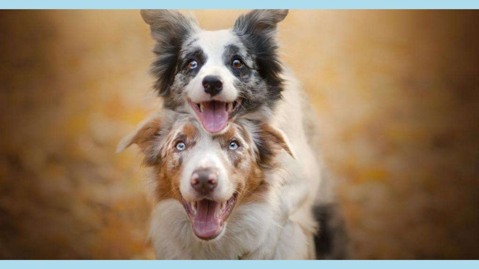 Dog Mating Behavior: Courtship Rituals and Foreplay – Doggozila Magazine