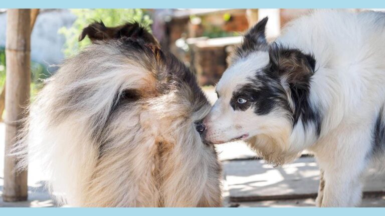 Dog Mating Behavior: Courtship Rituals and Foreplay • Doggozila Magazine