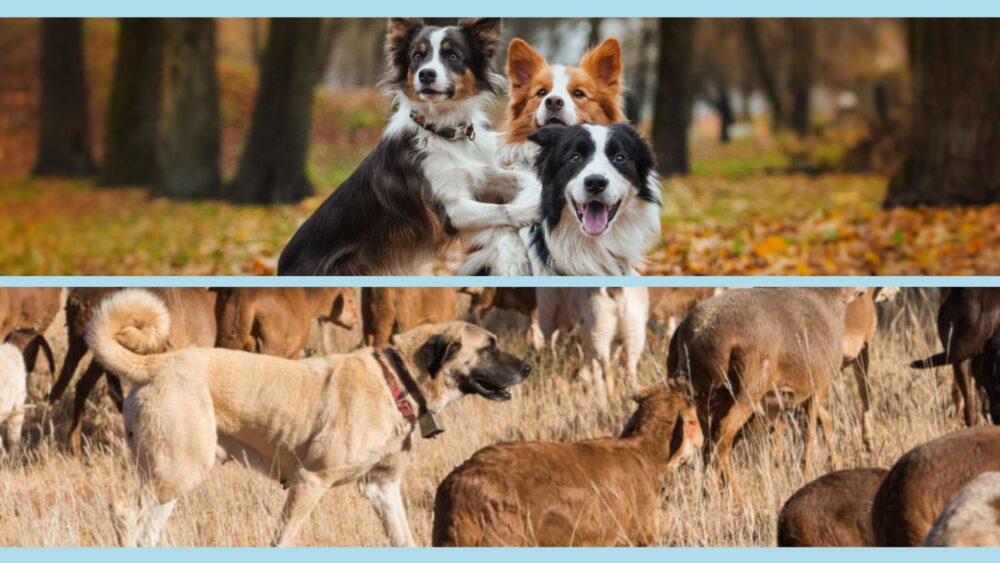 The Seven Dog Groups: Classifying Dogs
