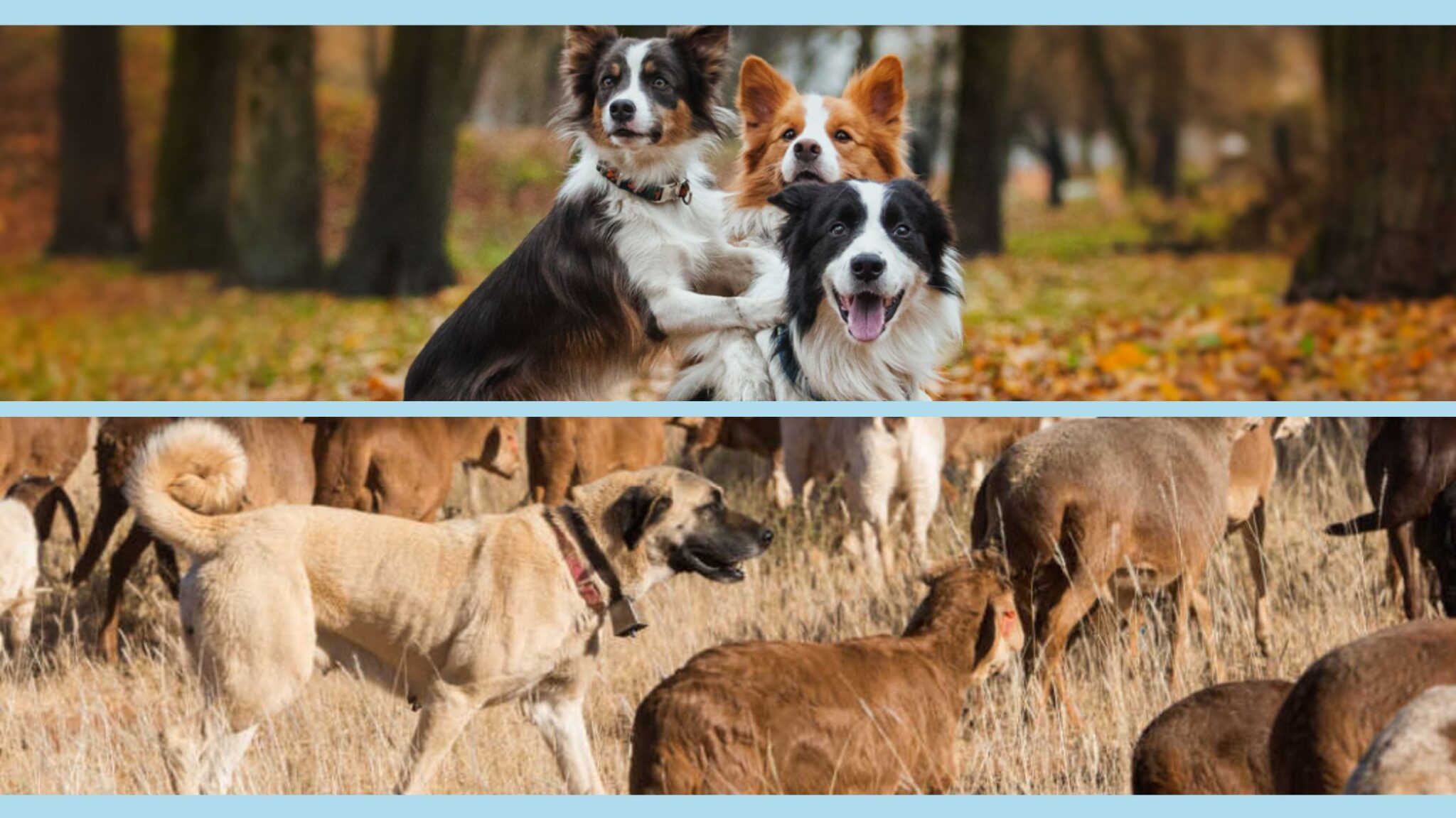 The Seven Dog Groups: Classifying Dogs