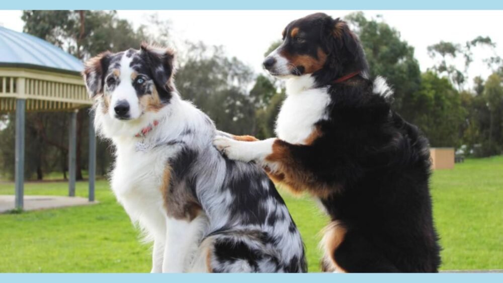Dog Mating Behavior: Courtship Rituals and Foreplay • Doggozila Magazine