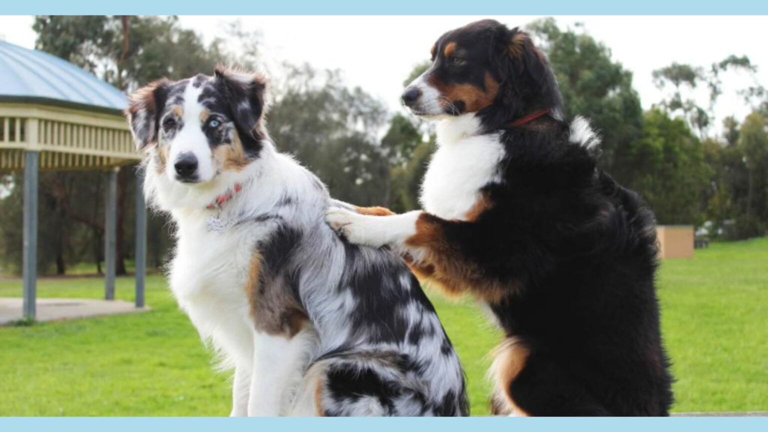 Dog Mating Behavior: Courtship Rituals and Foreplay • Doggozila Magazine