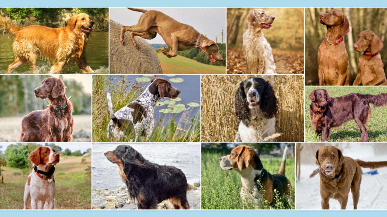 The Seven Dog Groups: Classifying Dogs