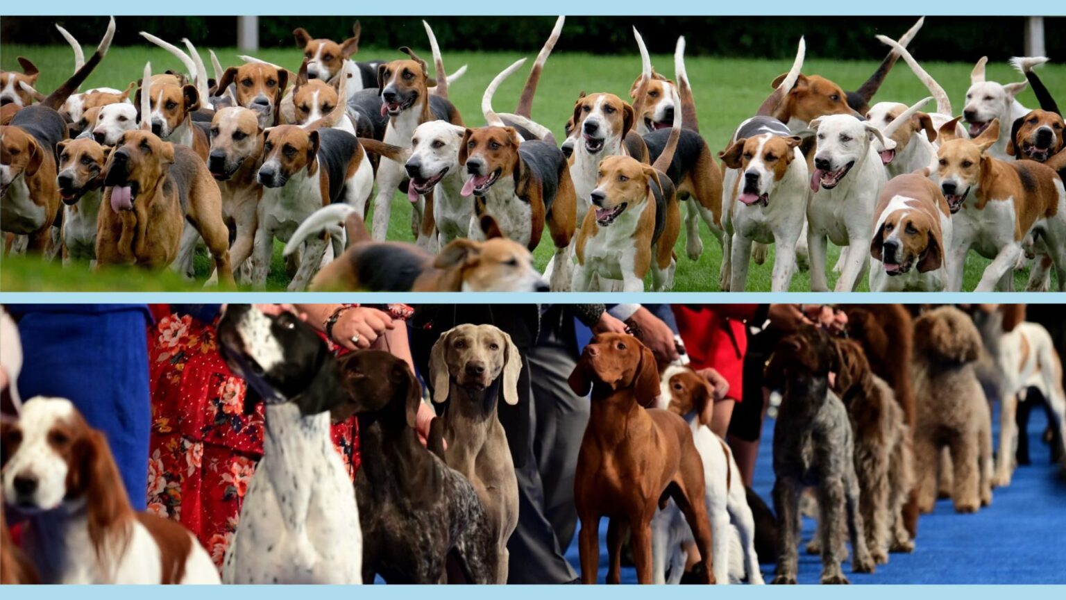 The Seven Dog Groups: Classifying Dogs