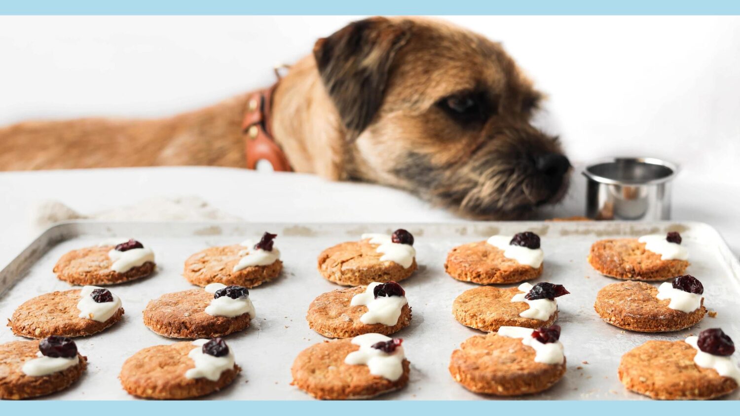 Treats In Dog's Diet: The Pup's Sweet Spot • Doggozila Magazine