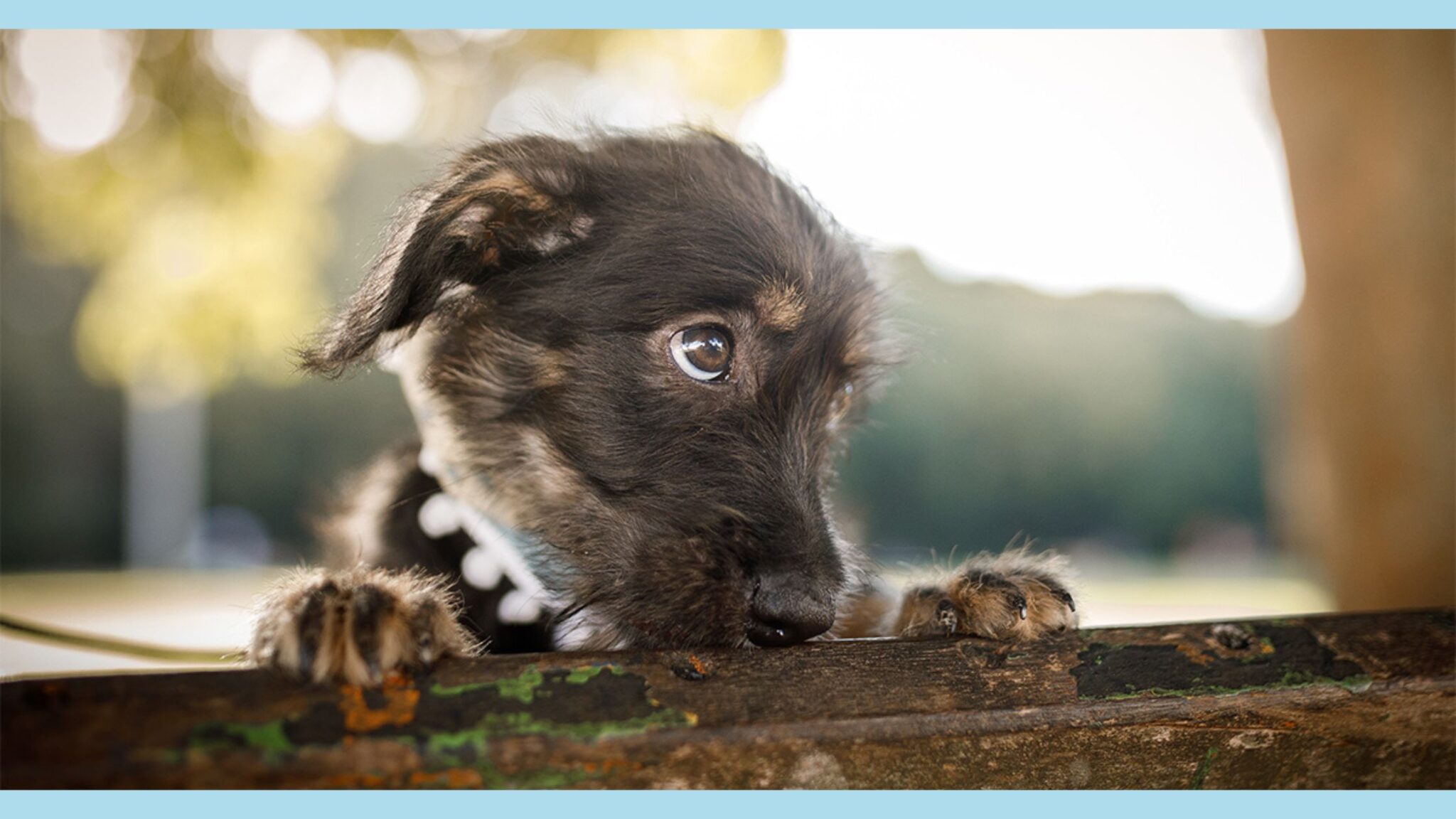 Stress in Dogs: Reduce, Manage and Prevent • Doggozila Magazine