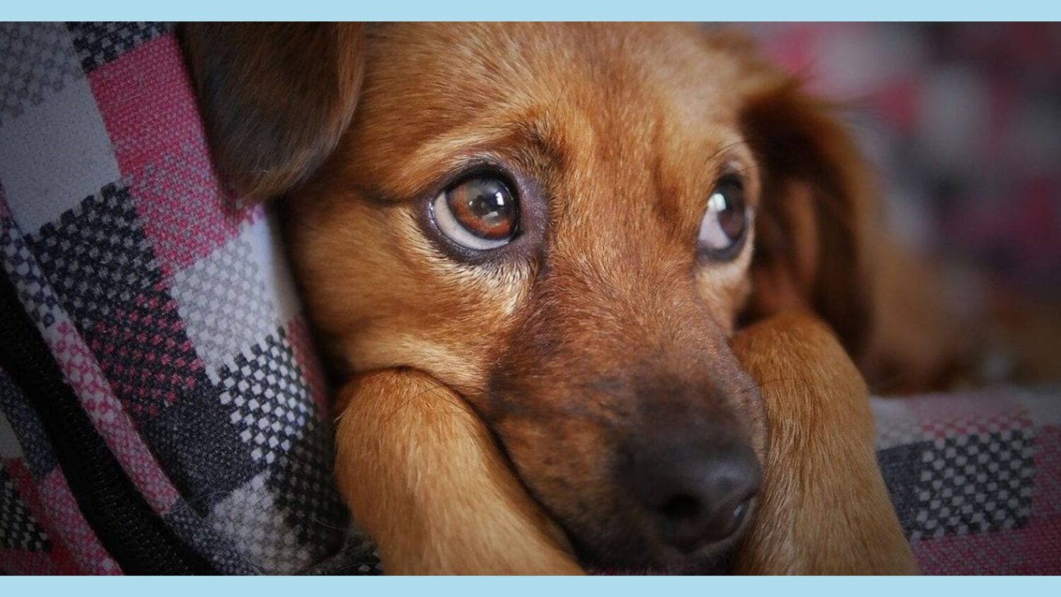 Stress in Dogs: Reduce, Manage and Prevent • Doggozila Magazine