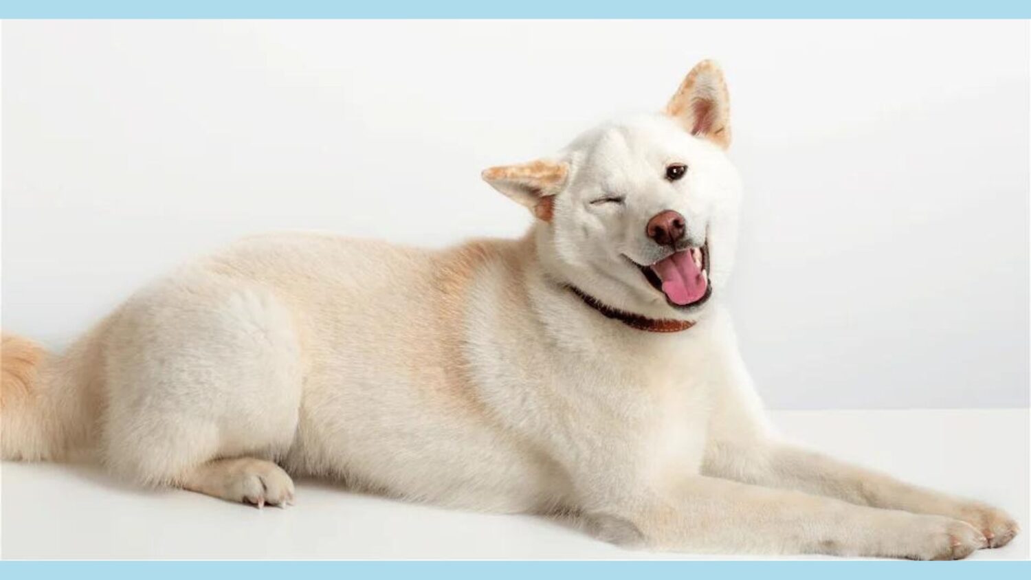 Why Do Dogs Tilt Their Heads? Expressing curiosity • Doggozila Magazine