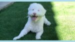 Albino Dogs: Unmasking The Mystery and Beauty