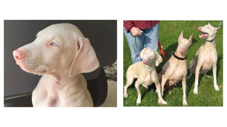 Albino Dogs: Unmasking The Mystery and Beauty