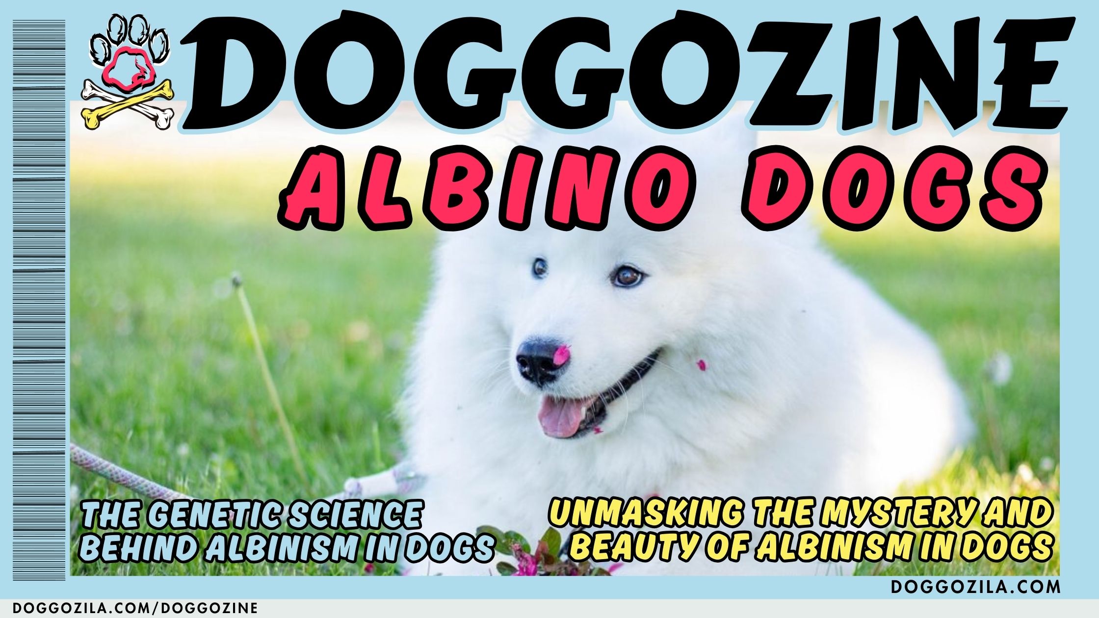 Albino Dogs: Unmasking The Mystery and Beauty