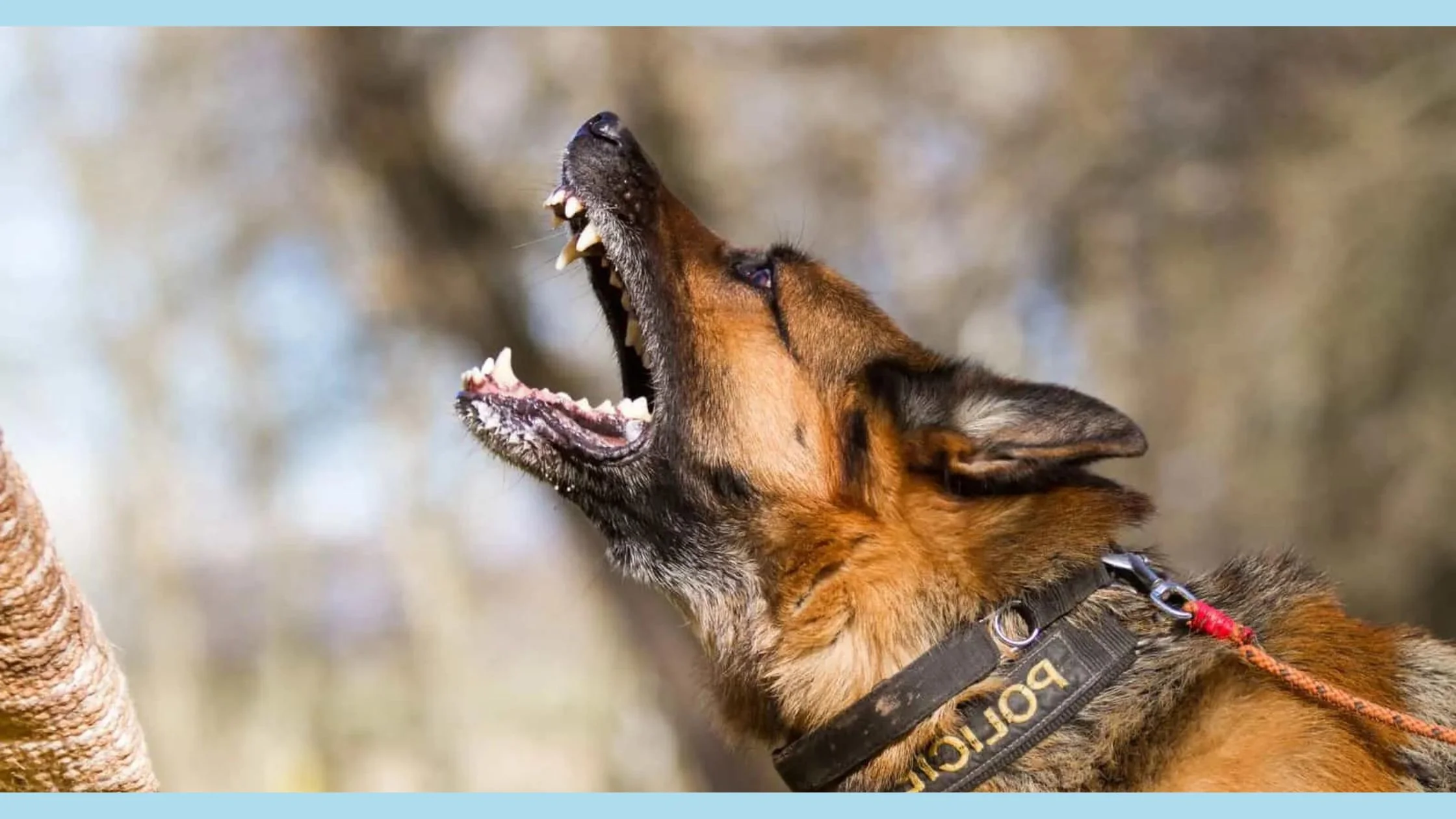 Barking Dogs: Expert Tips How To Stop Them - Doggozila Magazine