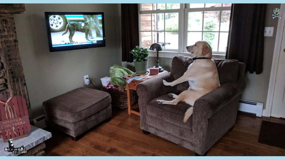 This Is The Truth About How Dogs Can Really Watch TV Now • Doggozila ...