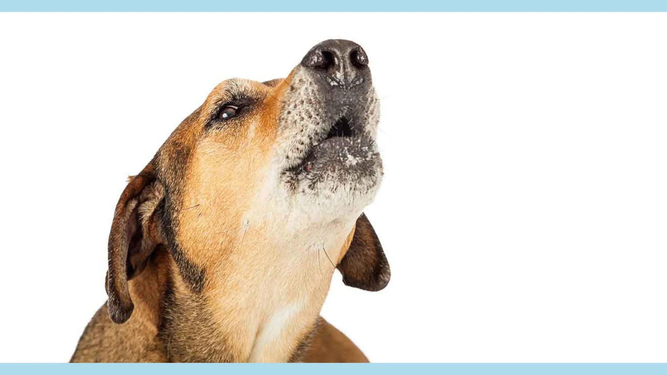 Barking Dogs: Expert Tips How To Stop Them - Doggozila Magazine