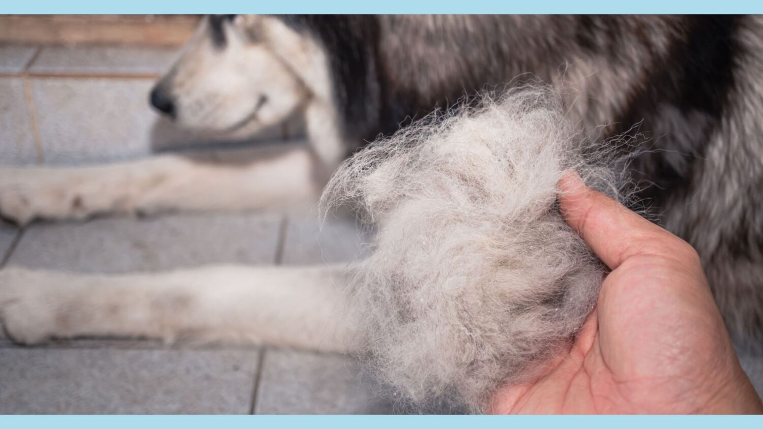 Dog Shedding: The Battle with Dog Hair • Doggozila Magazine