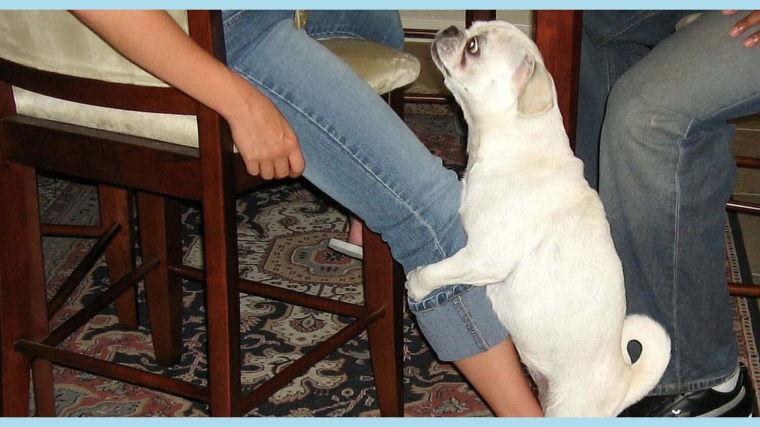 Dog Humping: Decoding Dog Behavior • Doggozila Magazine