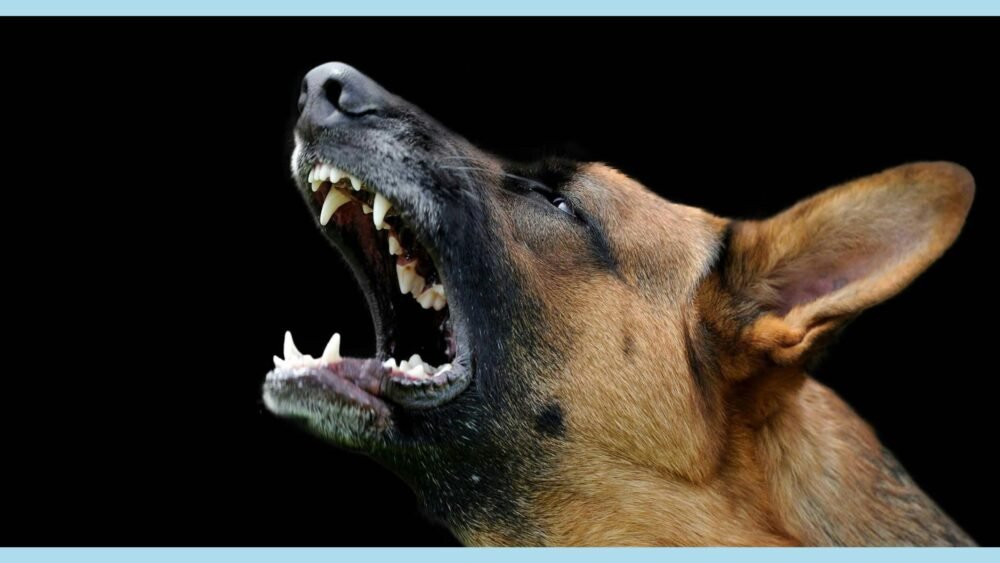 Barking Dogs: Expert Tips How To Stop Them - Doggozila Magazine