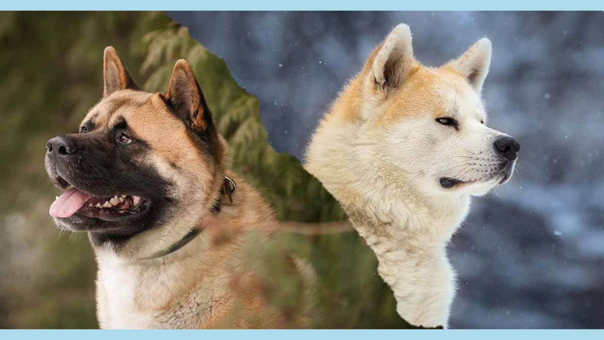 Dogs That Look Like Bears: Striking Resemblance • Doggozila Magazine