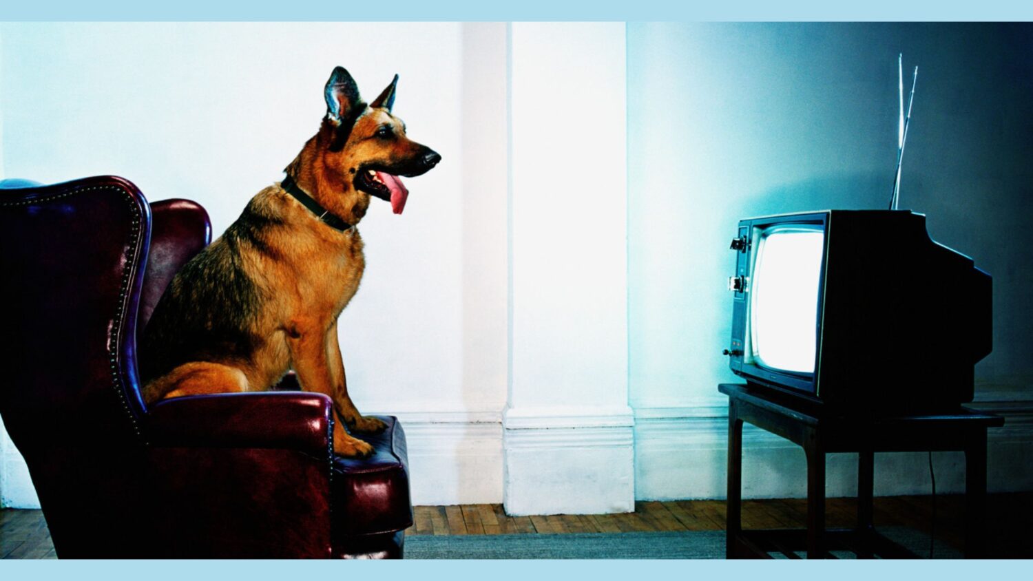 This Is The Truth About How Dogs Can Really Watch TV Now • Doggozila ...