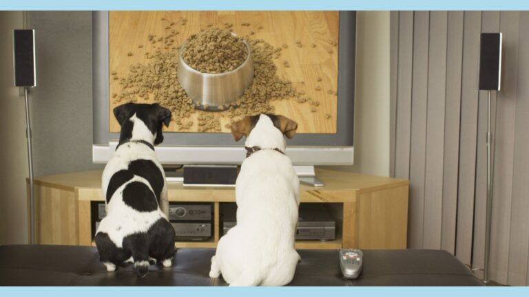 This Is The Truth About How Dogs Can Really Watch TV Now • Doggozila ...