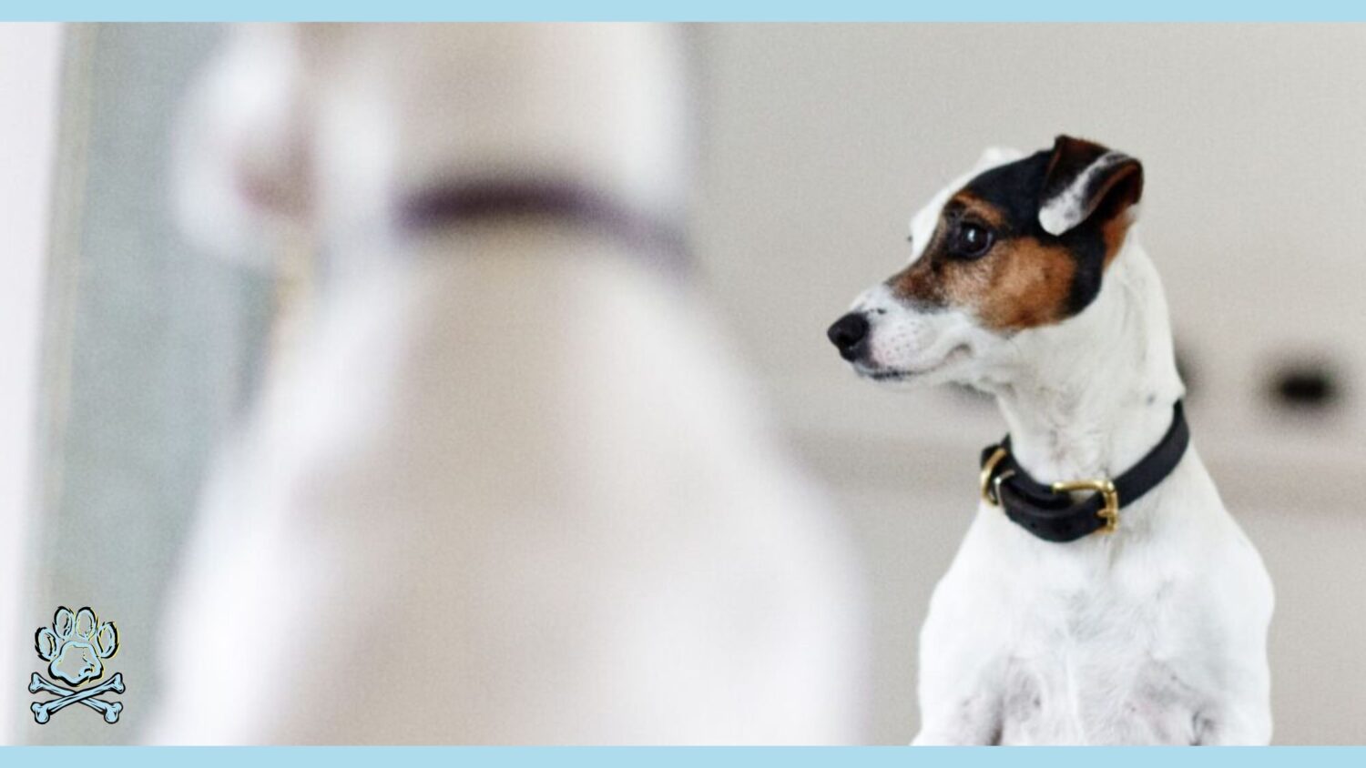 Self-Recognition In Dogs: Are Dogs Self-Aware? • Doggozila Magazine