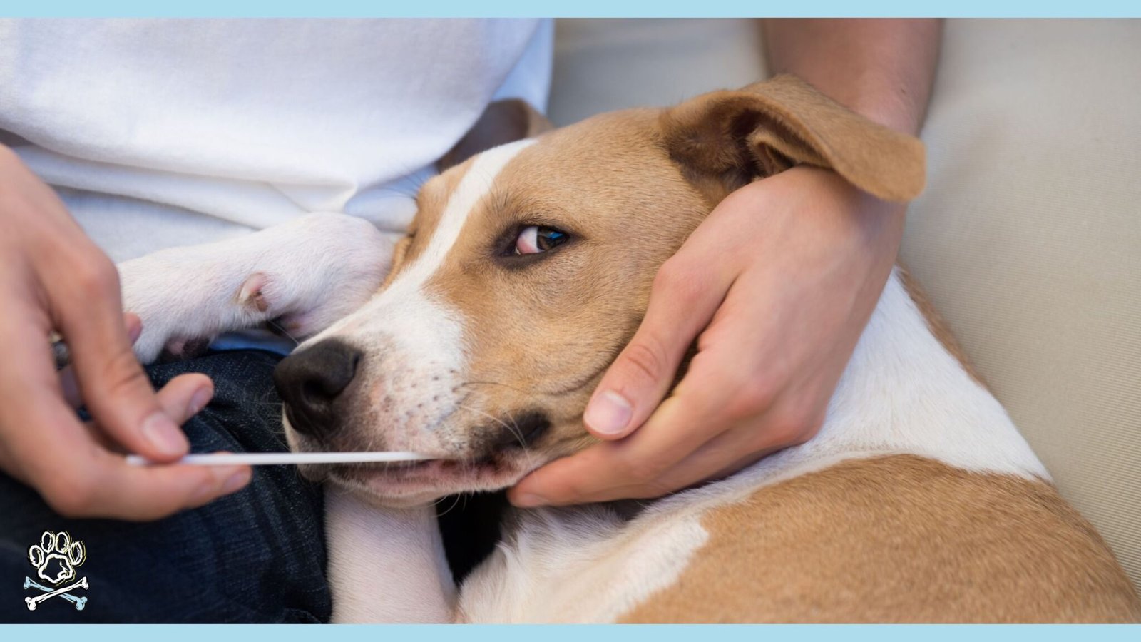 DNA Testing: The Future Of Dog Health & Training - Doggozila Magazine