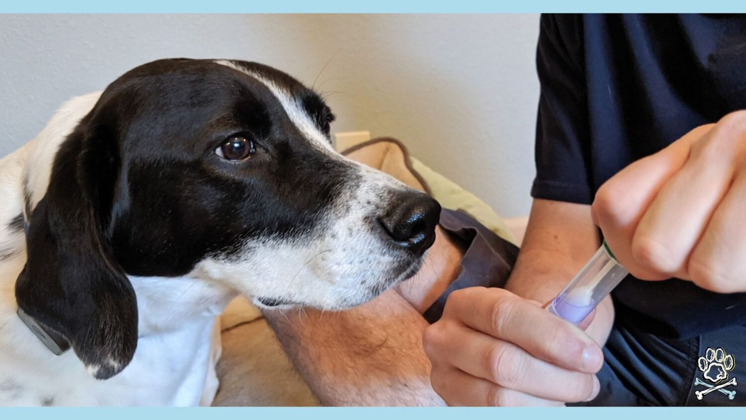 DNA Testing: The Future Of Dog Health & Training - Doggozila Magazine