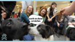 Dogs At Work: How To Elevate Workplace Culture? • Doggozila Magazine