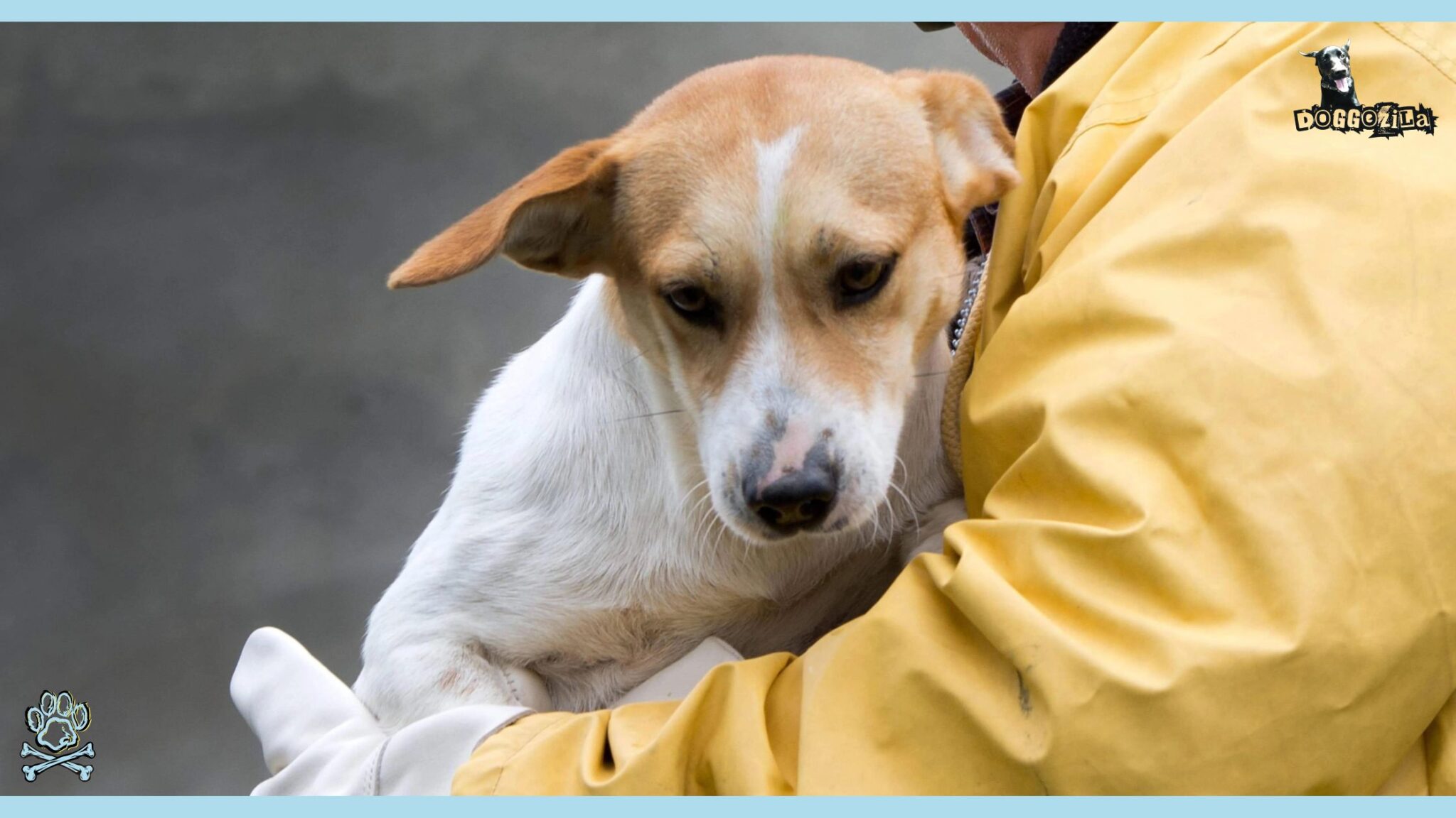 Dogs Can Predict Earthquakes: The Truth! • Doggozila Magazine