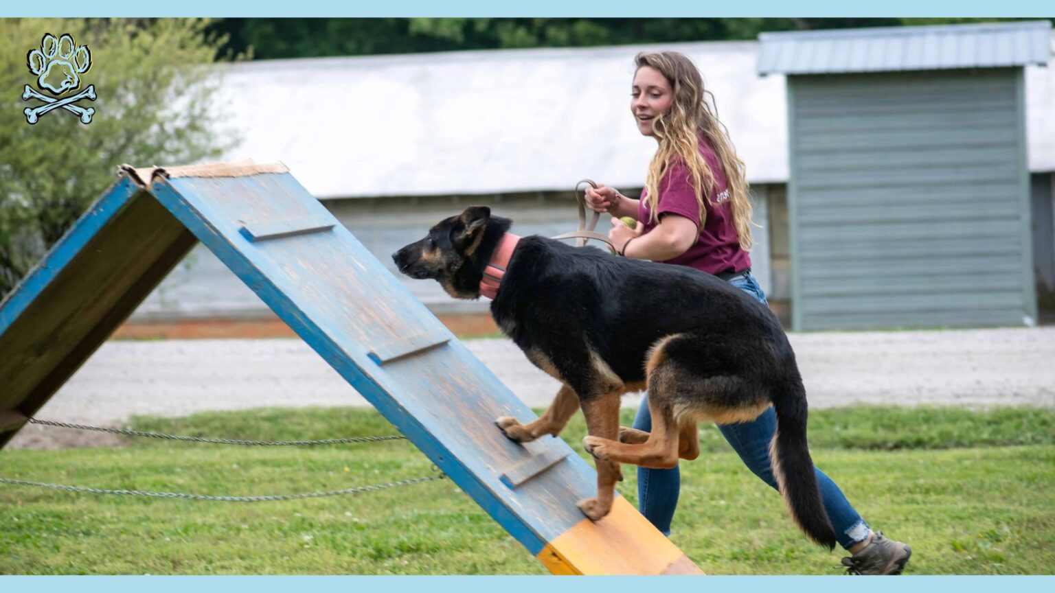 Dog Creativity: The Latest Canine Study • Doggozila Magazine