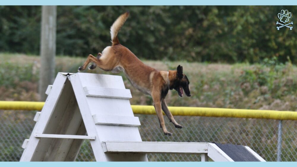 Dog Creativity: The Latest Canine Study • Doggozila Magazine