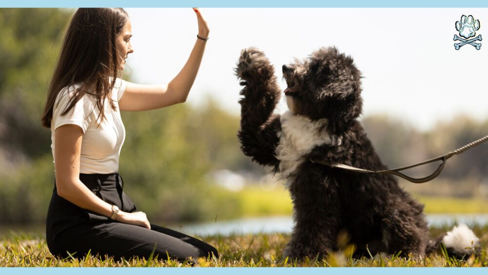 Dog Creativity: The Latest Canine Study • Doggozila Magazine