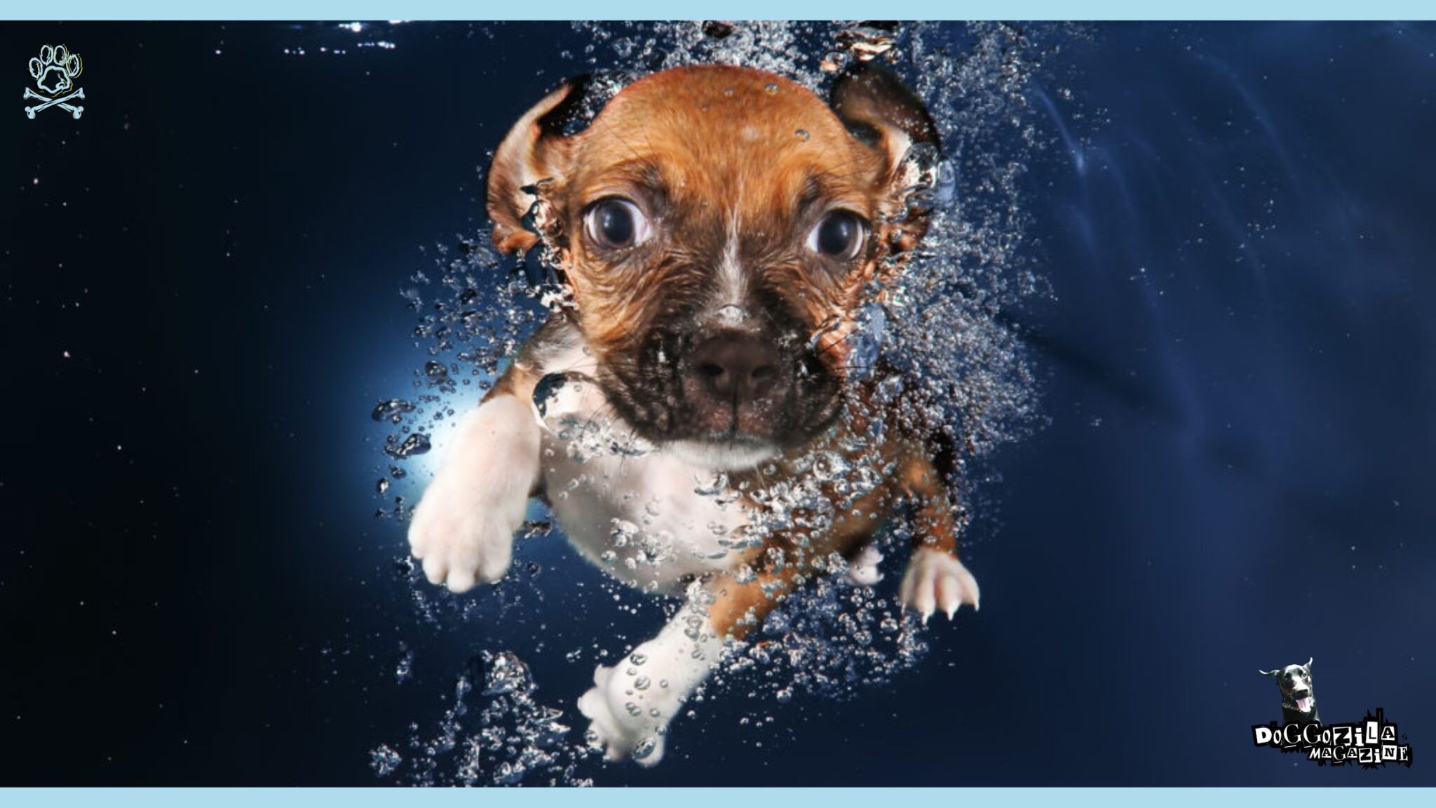 Aquatic Dogs: Top Breeds That Reign The Waves • Doggozila Magazine